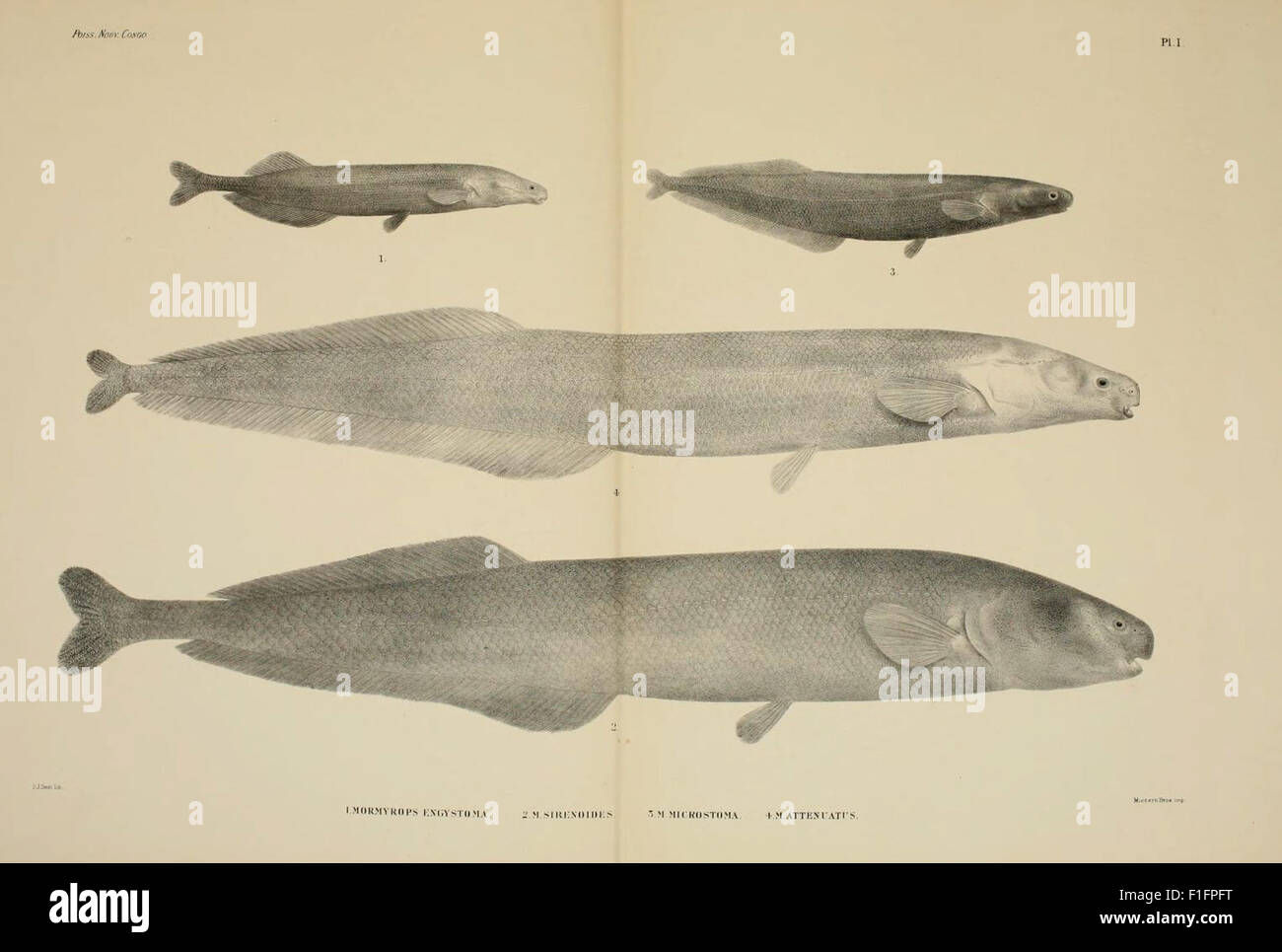 A zoological study of freshwater fish species in the Congo River Basin ...