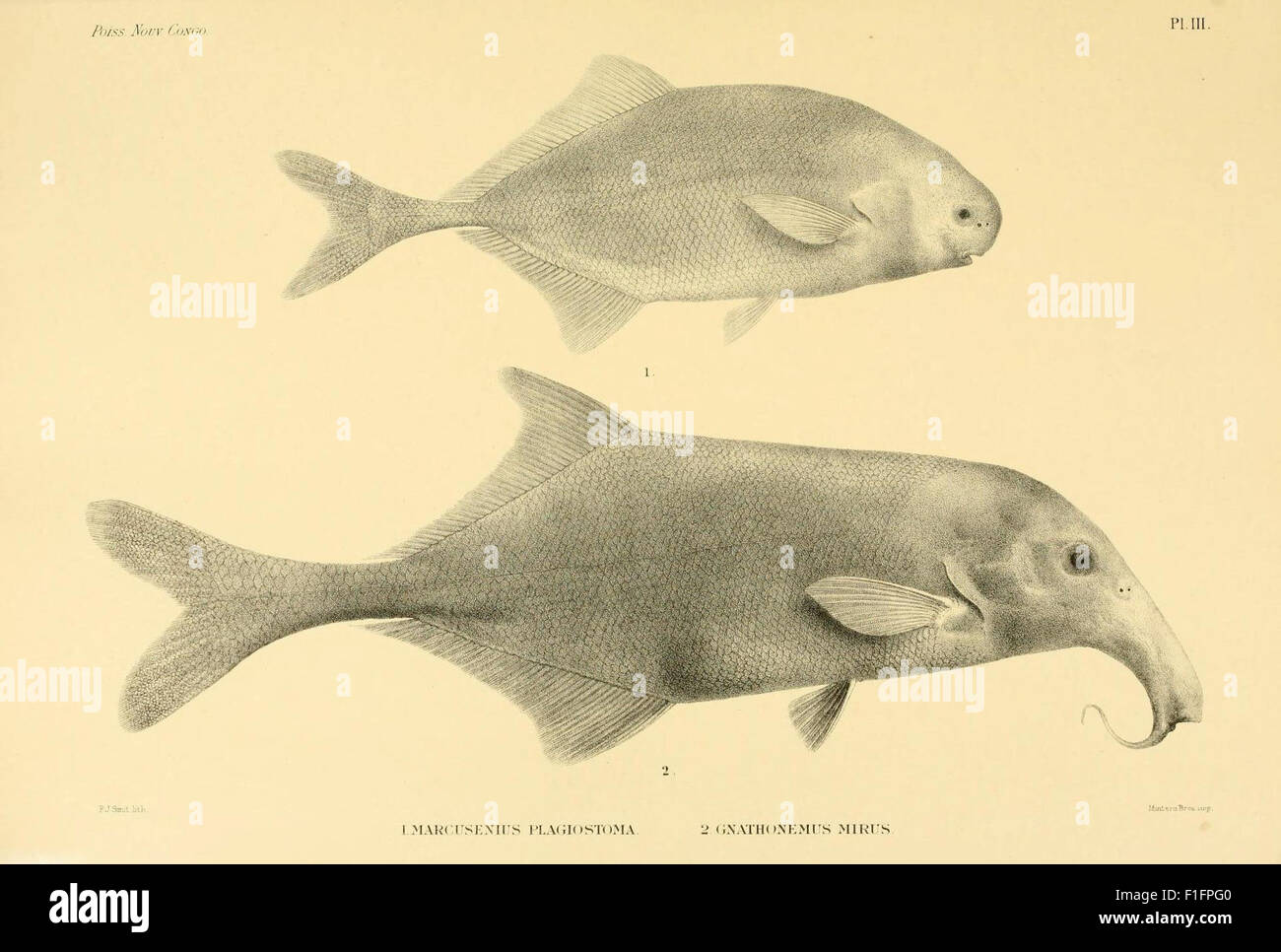A historical study on the fauna of the Congo, featuring detailed ...