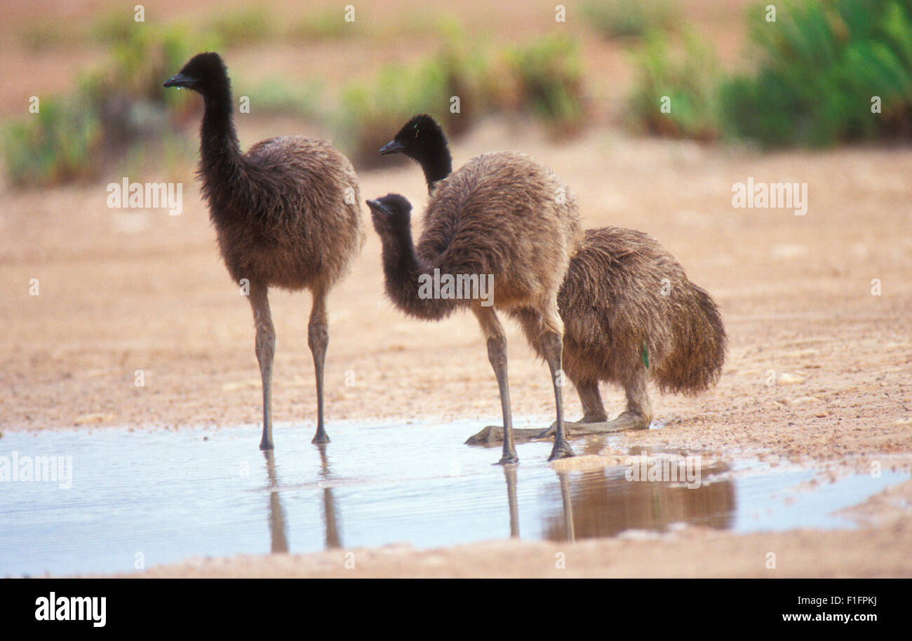 A FAMILY OF EMUS (DROMAIUS NOVAEHOLLANDIAE) BY A WATERHOLE IN EUCLA ...
