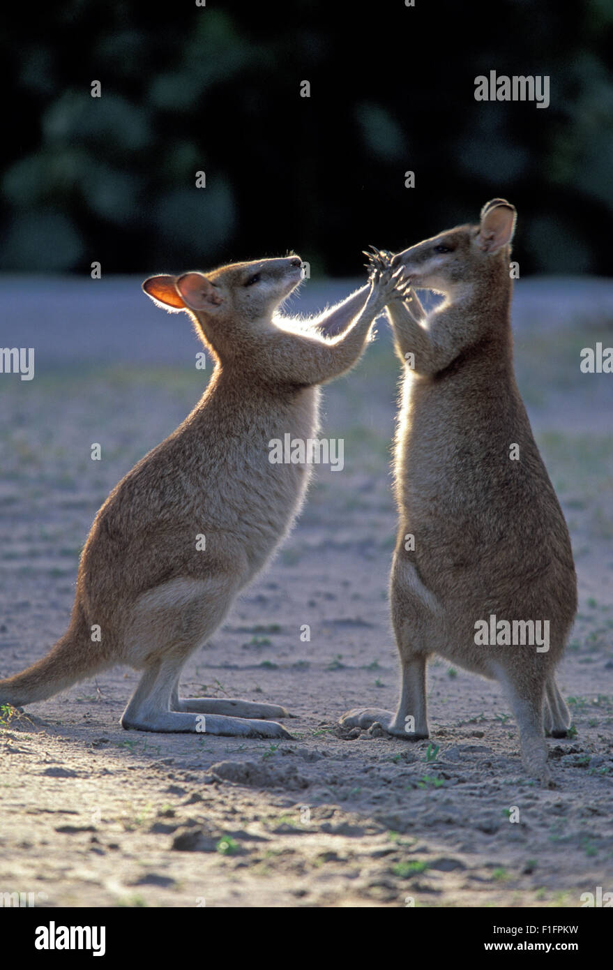 Boxing Kangaroo High Resolution Stock Photography and Images - Alamy