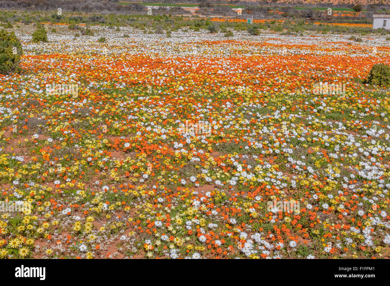 Namaqualand flowers hi-res stock photography and images - Alamy