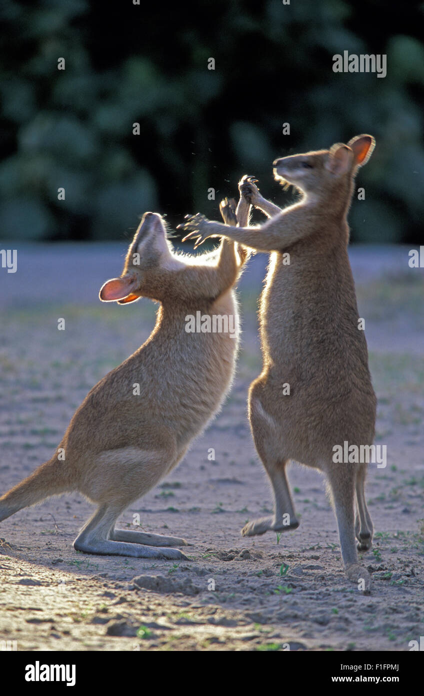 Boxing Kangaroo High Resolution Stock Photography and Images - Alamy