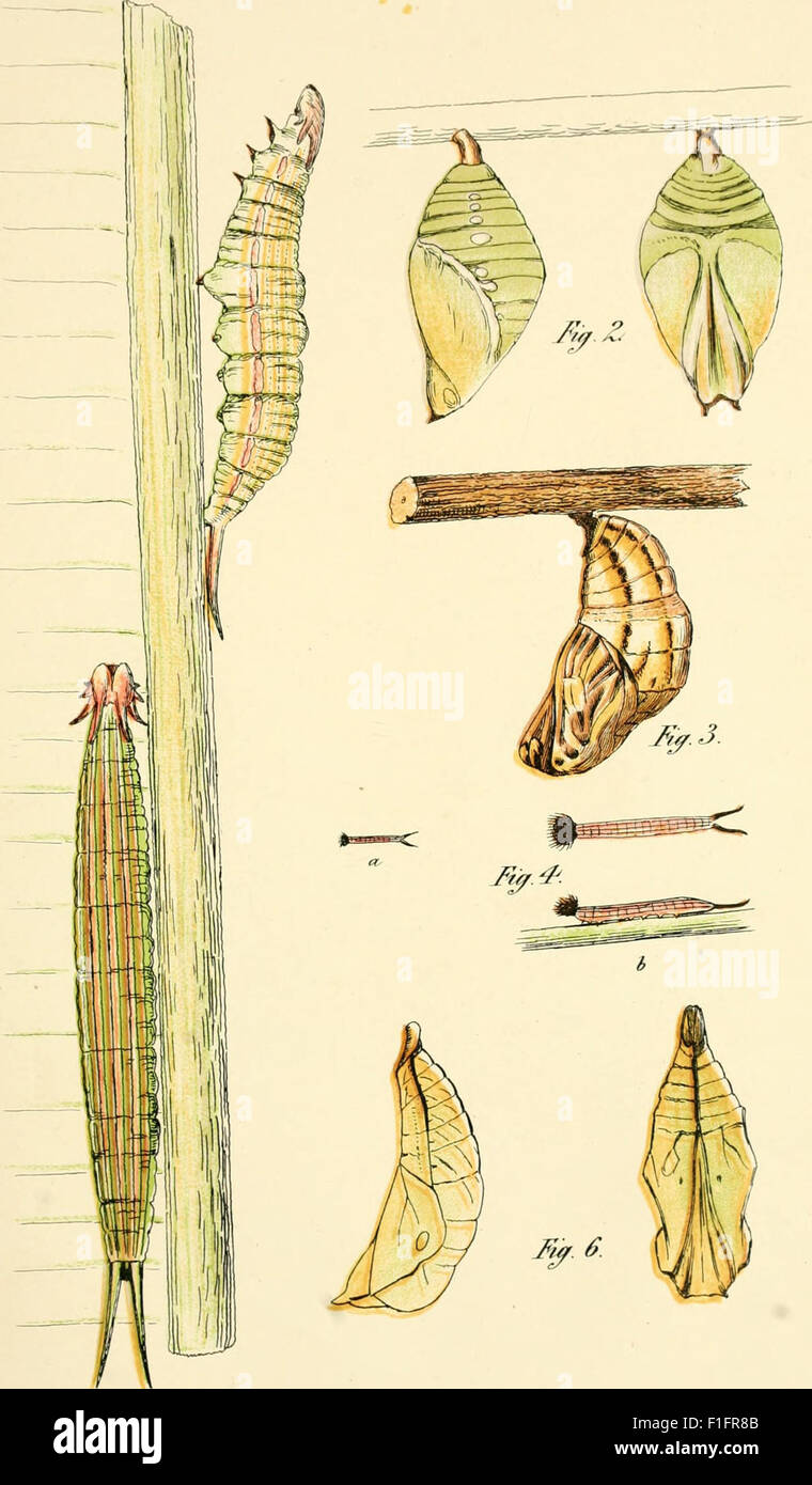 Moths displayed hi-res stock photography and images - Alamy