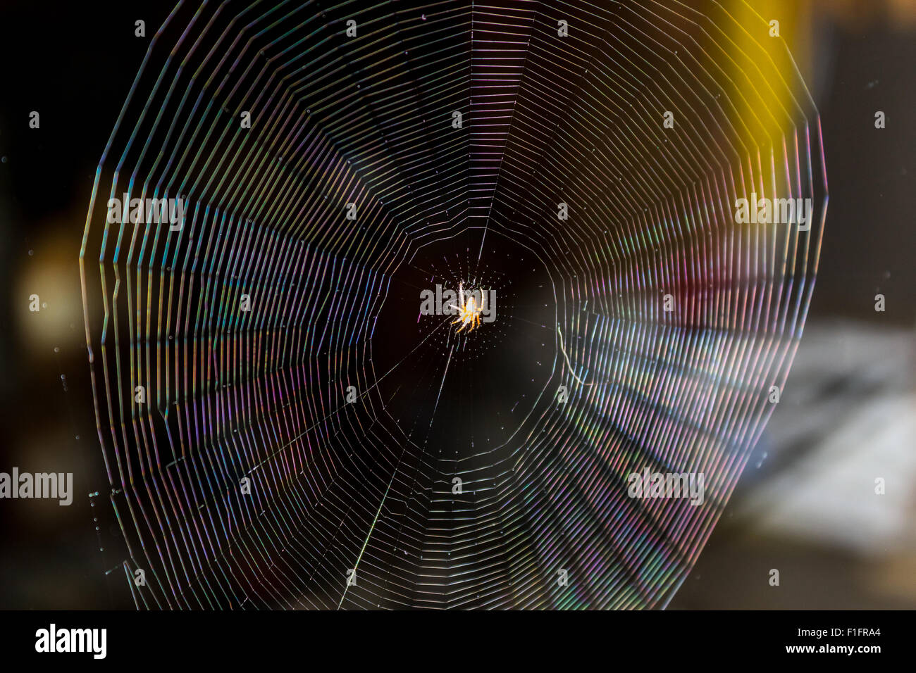 Spider web hi-res stock photography and images - Alamy