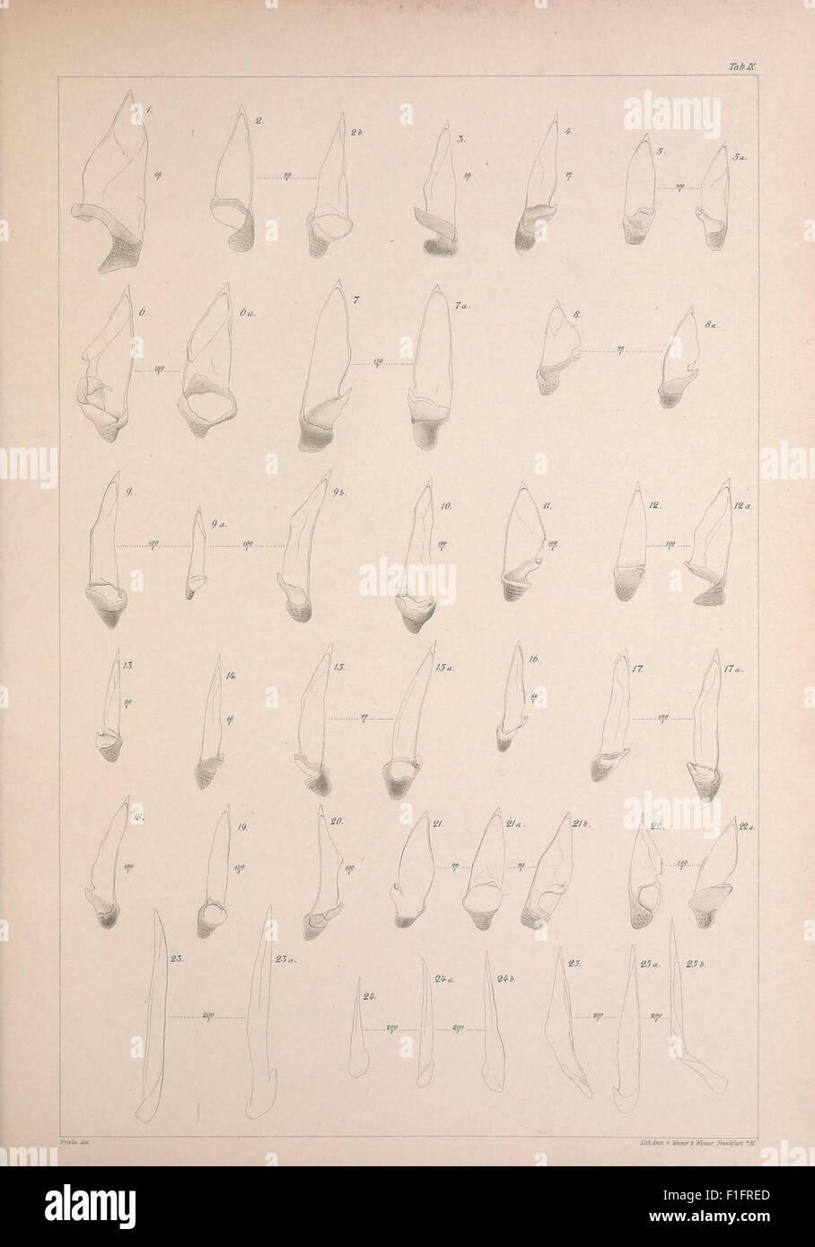 'Mollusca' presents a comprehensive study of mollusk species, including ...