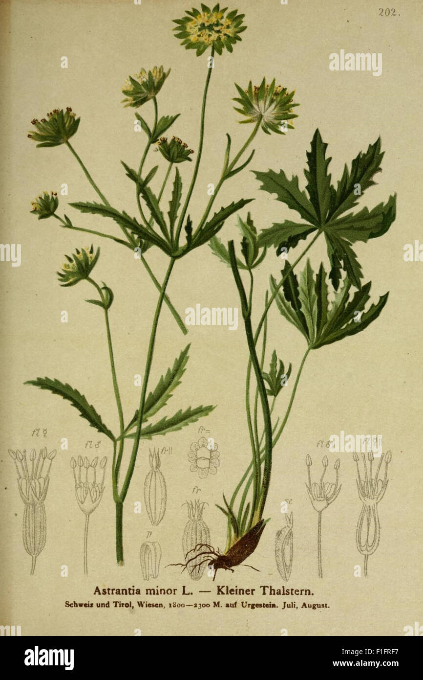 A comprehensive atlas of Alpine flora, showcasing plants native to the ...