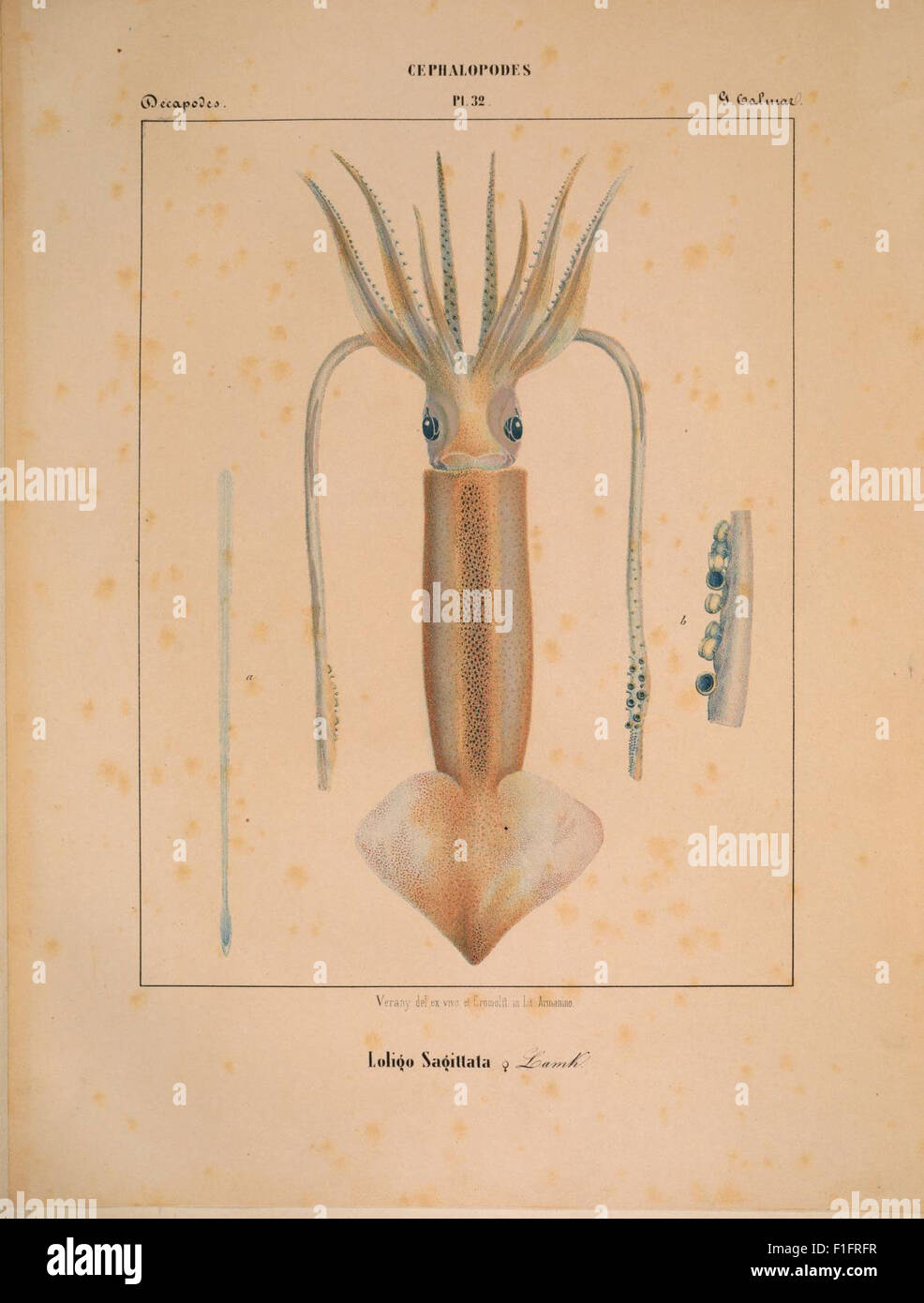 A study of Mediterranean mollusks, focusing on cephalopods and other ...