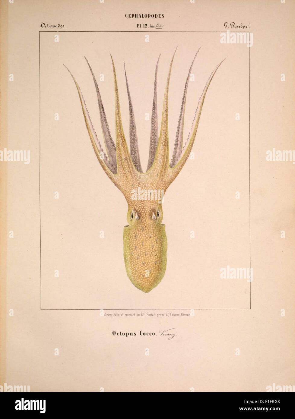 Detailed illustration of various marine cephalopods hi-res stock ...