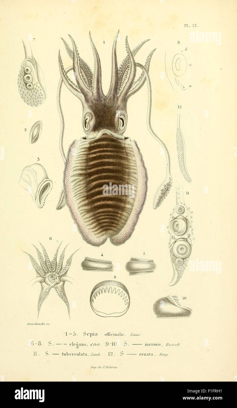 'Mollusques vivants et fossiles' (Living and Fossil Mollusks) covers ...