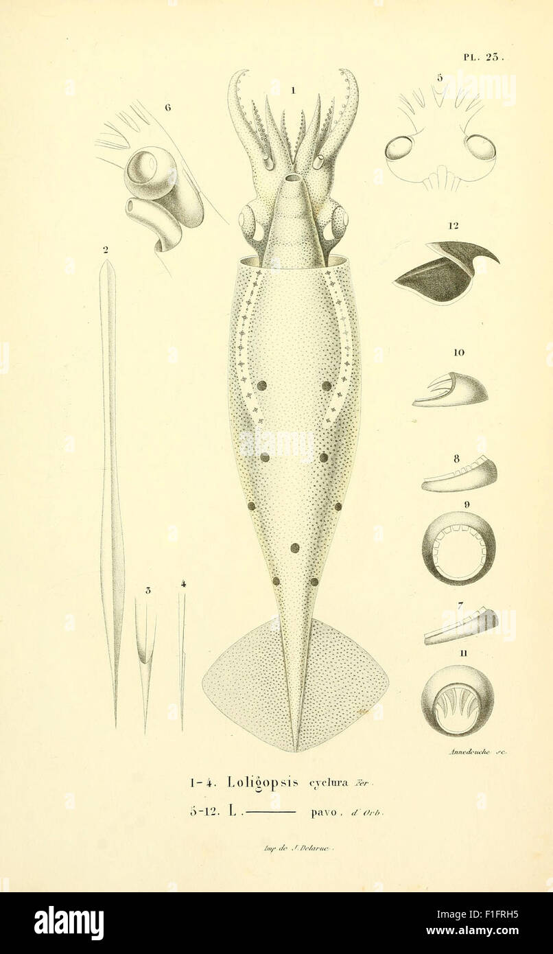 *Mollusques Vivants et Fossiles* explores both living and fossilized ...