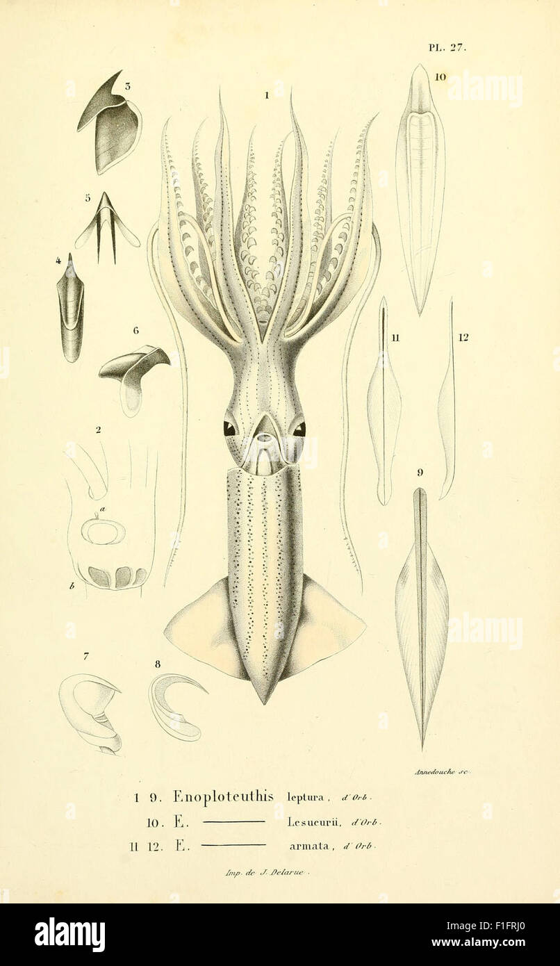 *Mollusques vivants et fossiles* examines living and fossil mollusks ...