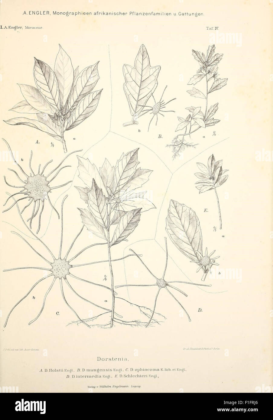 *Monographieen Afrikanischer Pflanzen-Familien und -Gattungen* is a ...