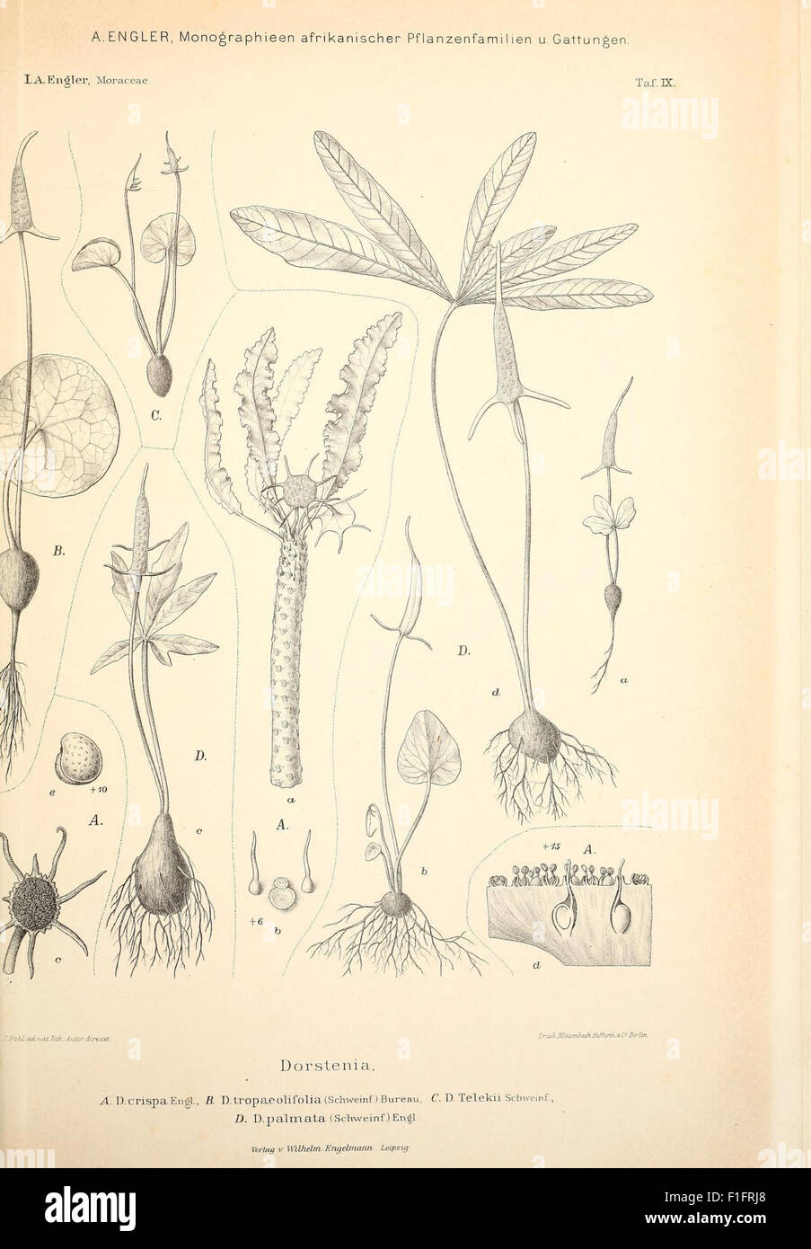 'Monographieen Afrikanischer Pflanzen-Familien und -Gattungen' is a ...