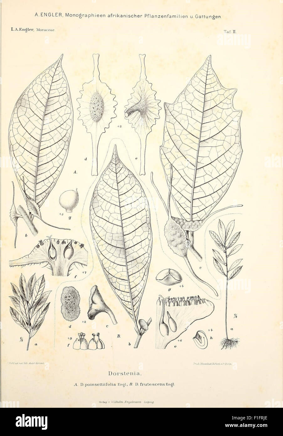 This vintage botanical monograph, housed in the Field Museum Library ...