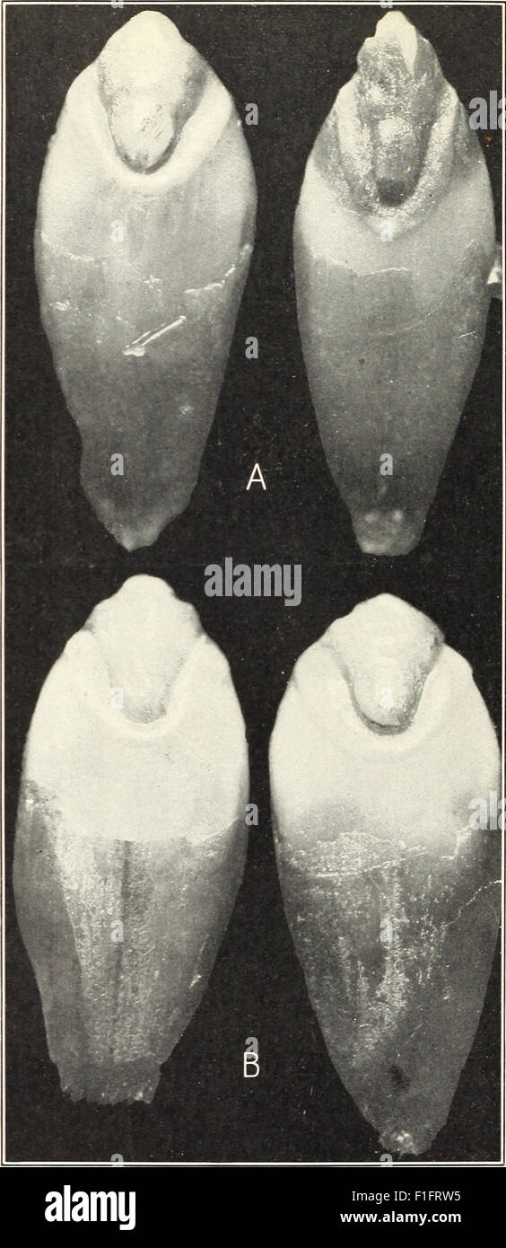 *Morphology of the Barley Grain* (1915) provides an in-depth study of ...