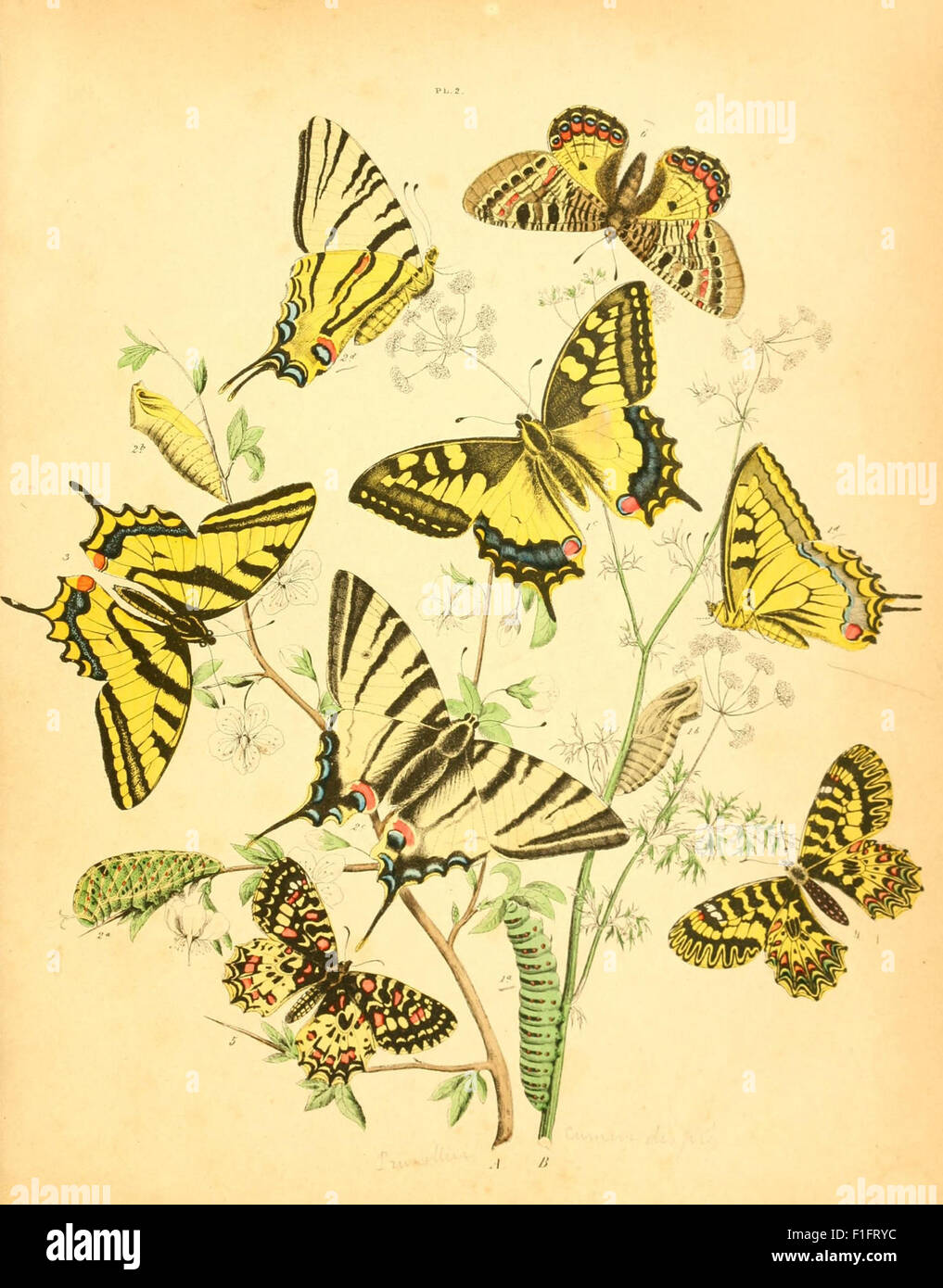 This illustrated entomological museum catalog features depictions of ...
