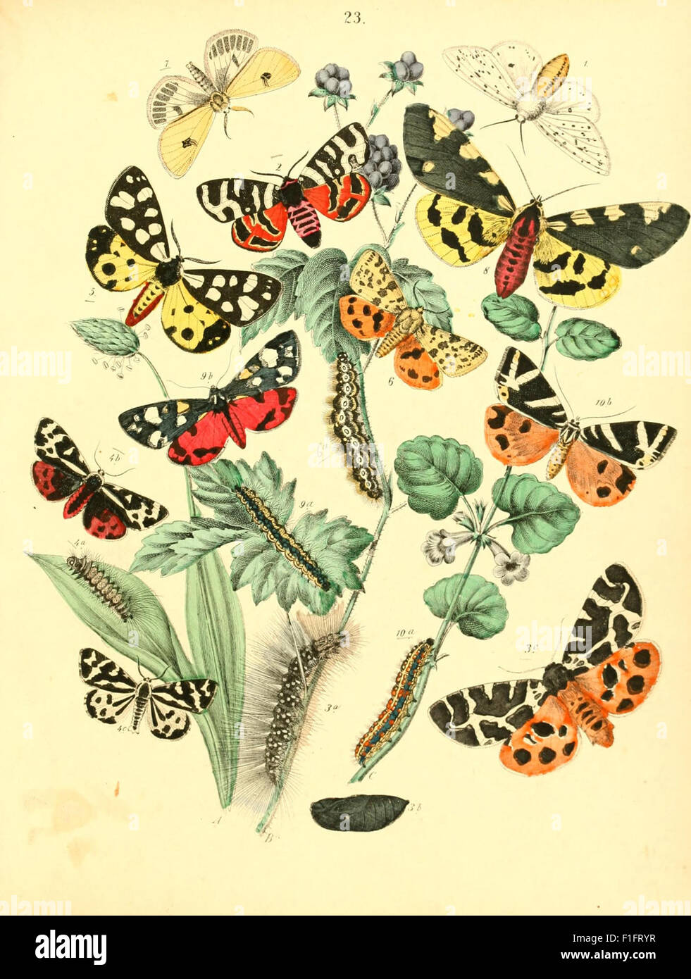 The 'Musée entomologique illustré' is an illustrated entomological ...