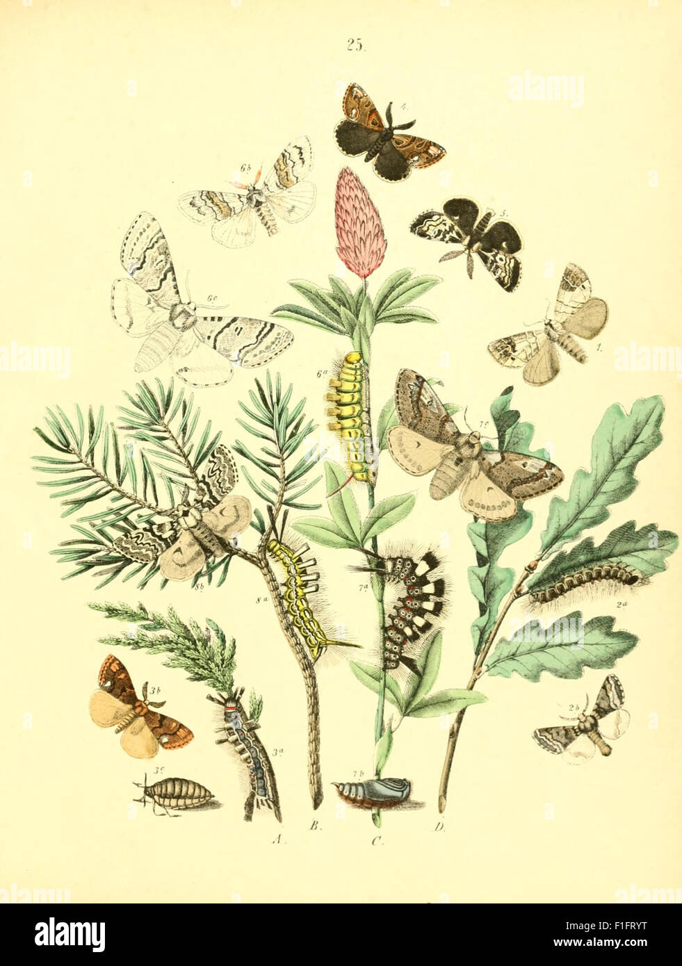 'Musée Entomologique Illustr' is a detailed catalog of insect species ...