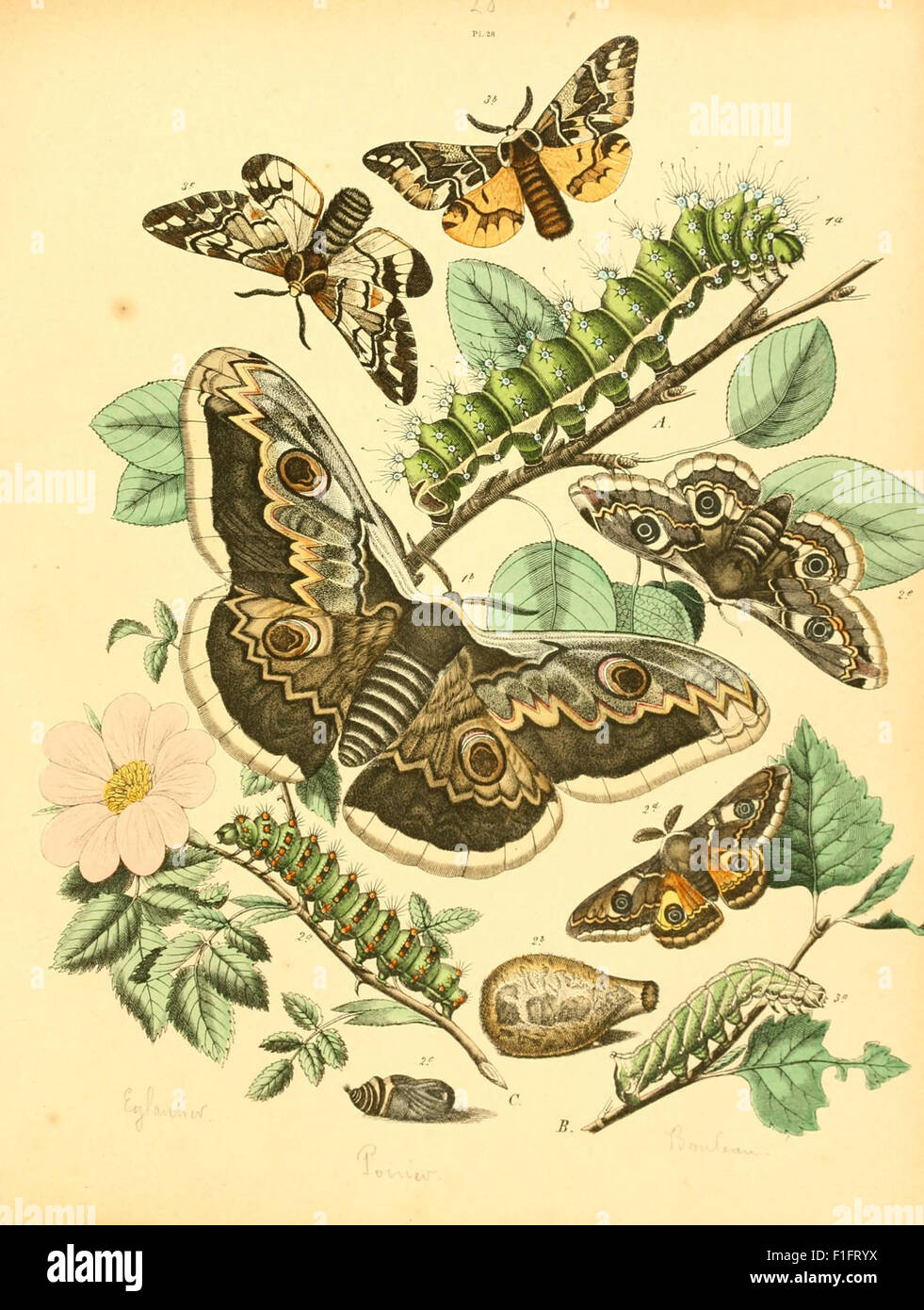 This illustrated work from the *Musée Entomologique* offers a visual ...