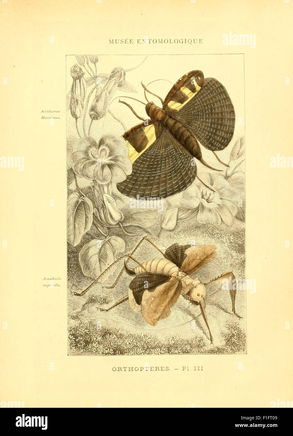 This illustrated entomological work showcases various insect species ...
