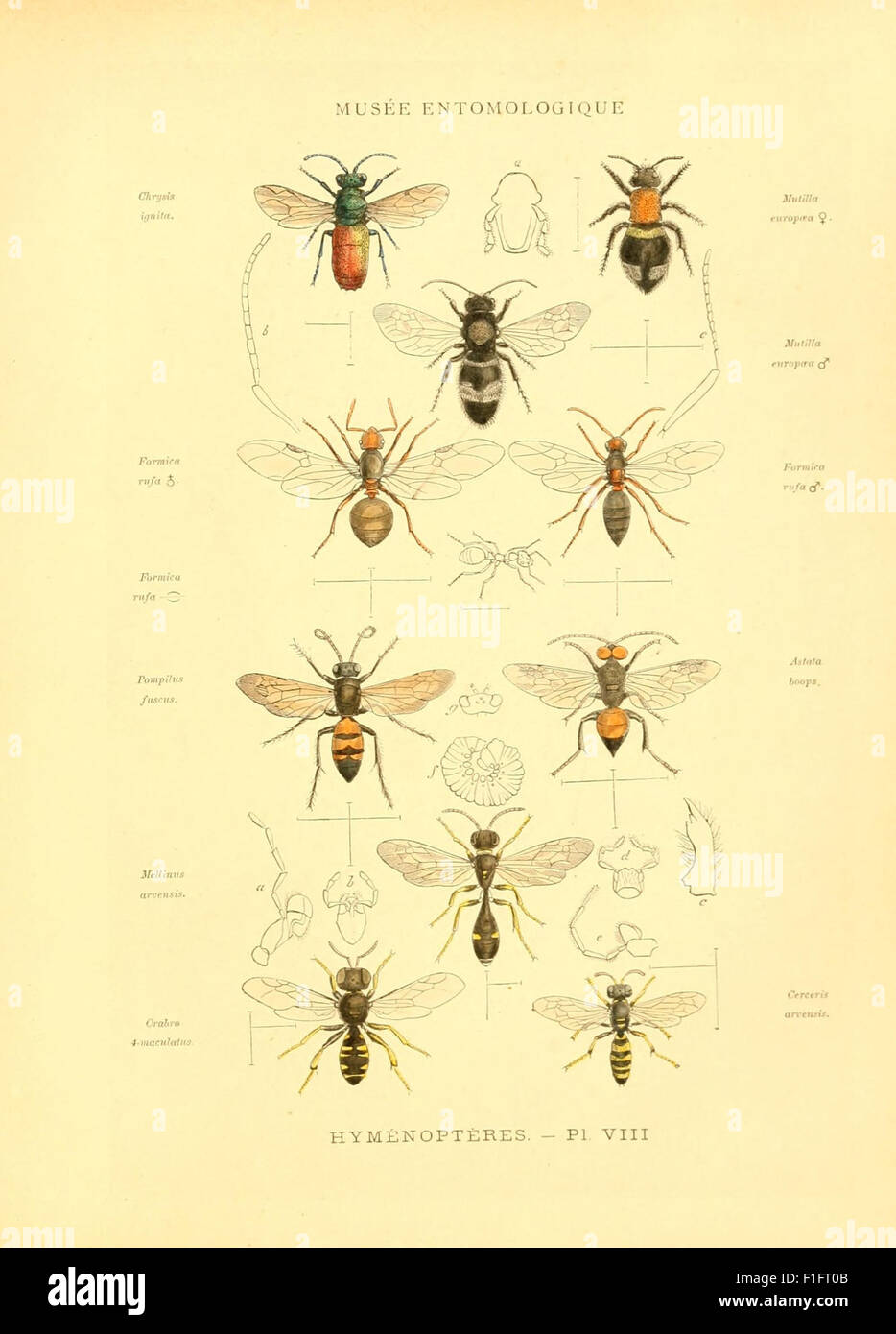 This illustrated work on entomology provides detailed depictions of ...