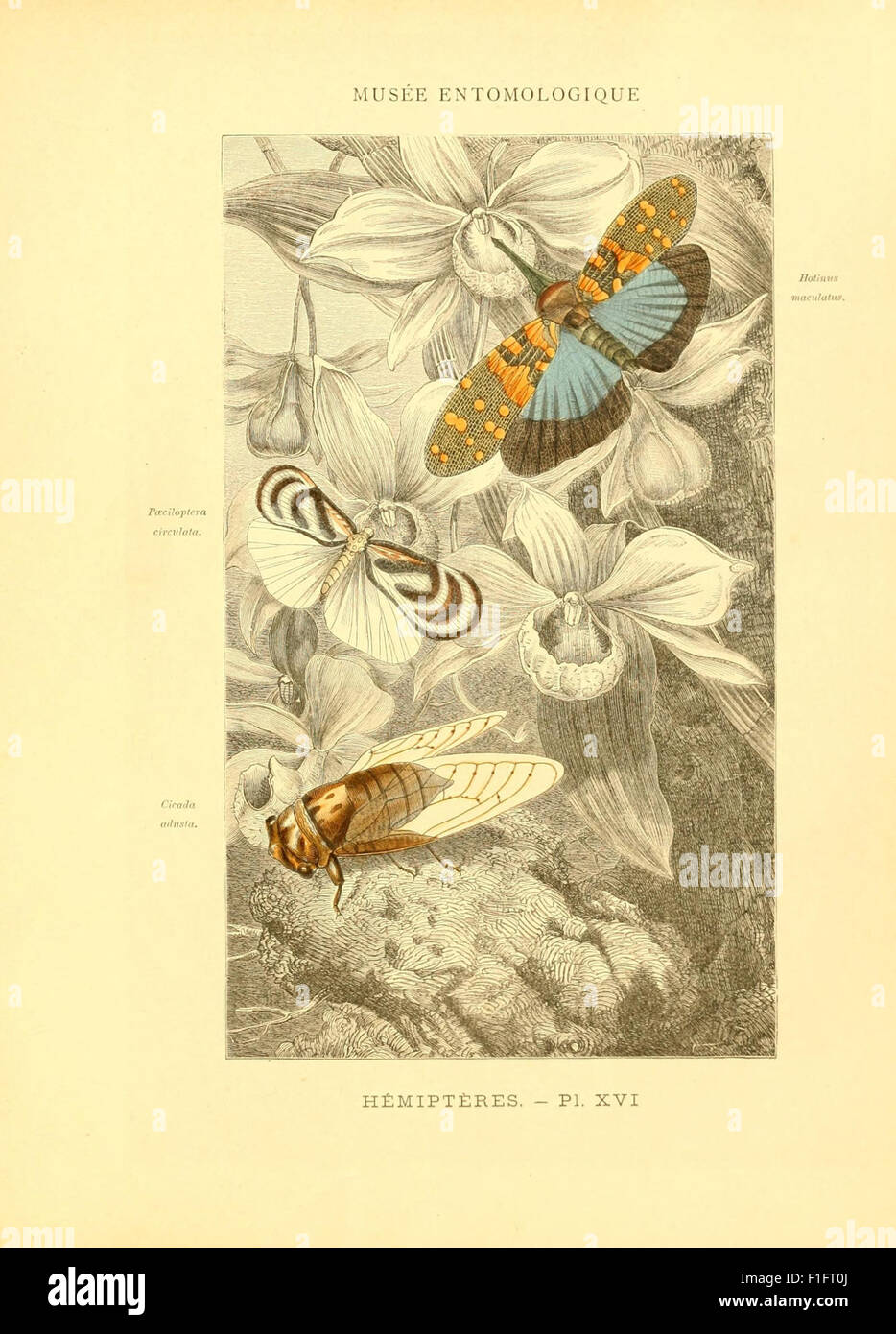 This illustrated entomological museum catalog features detailed ...