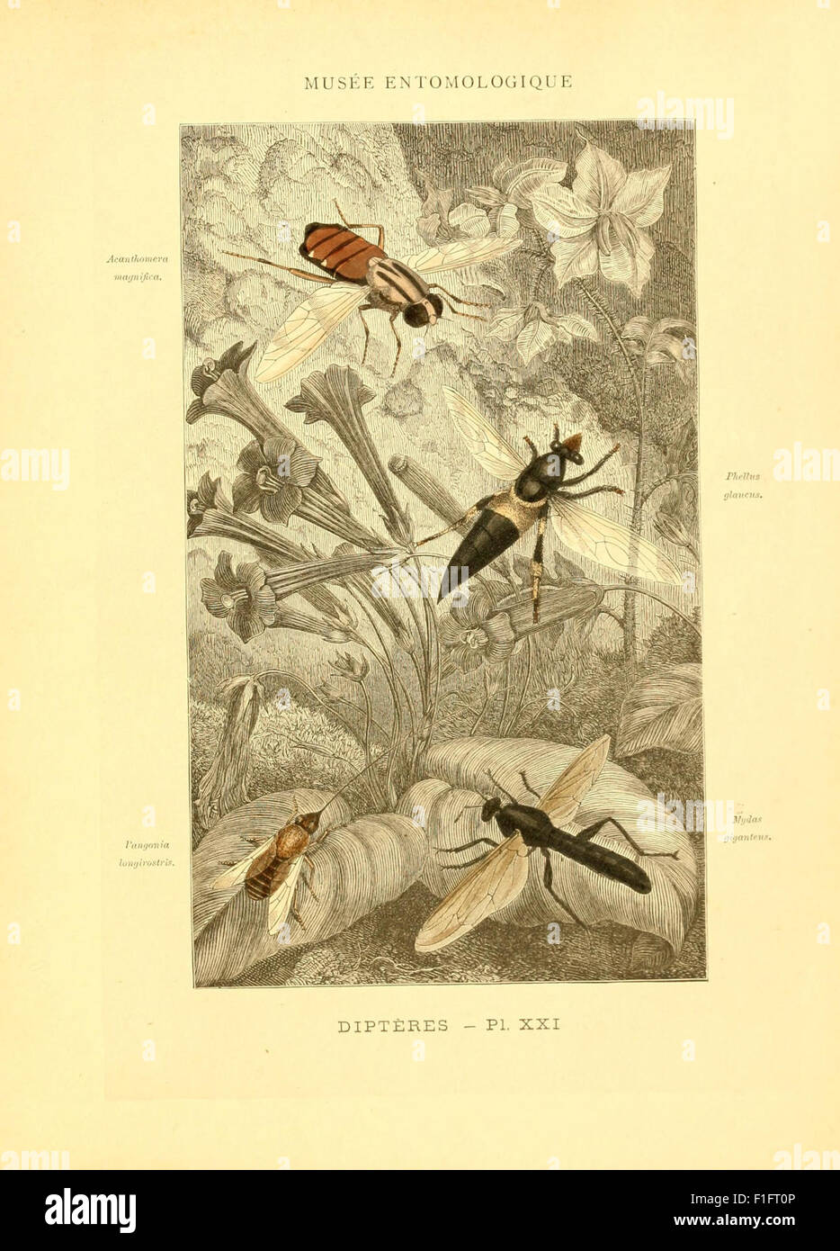 This illustrated entomological museum catalog presents a variety of ...