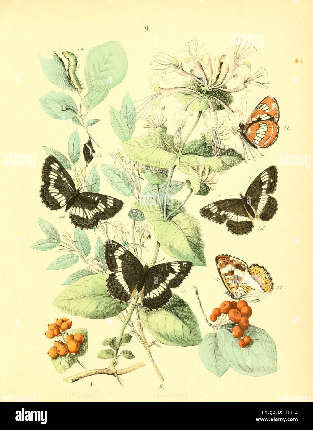 An illustration from 'Musée Entomologique Illustré,' a historical work ...