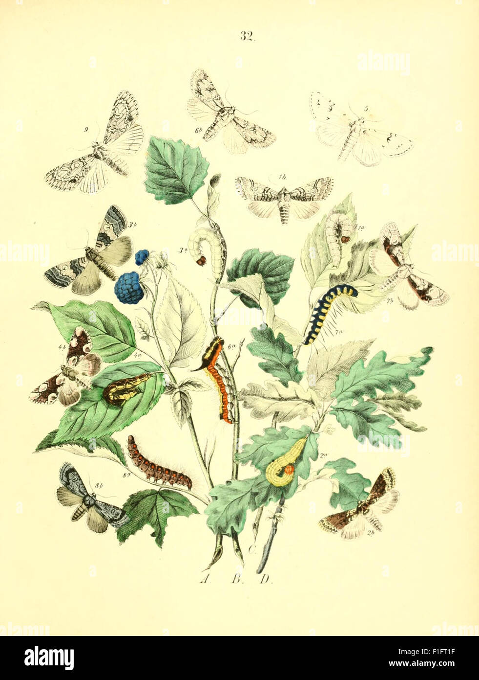 This illustrated work showcases a variety of insect species, including ...
