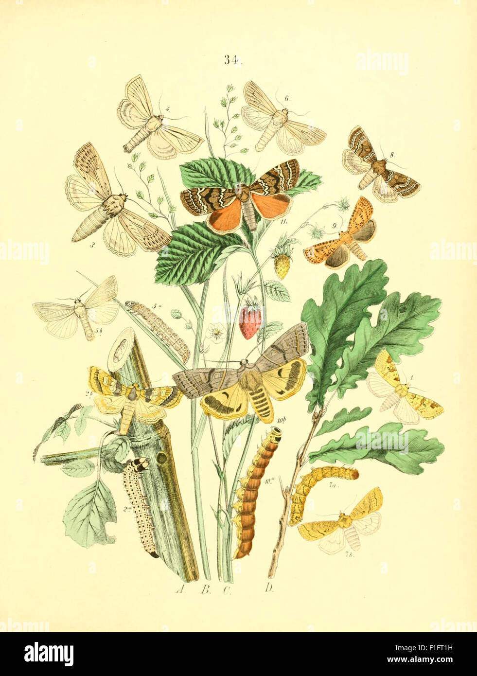 'Musée Entomologique Illustré' is a detailed illustrated collection ...