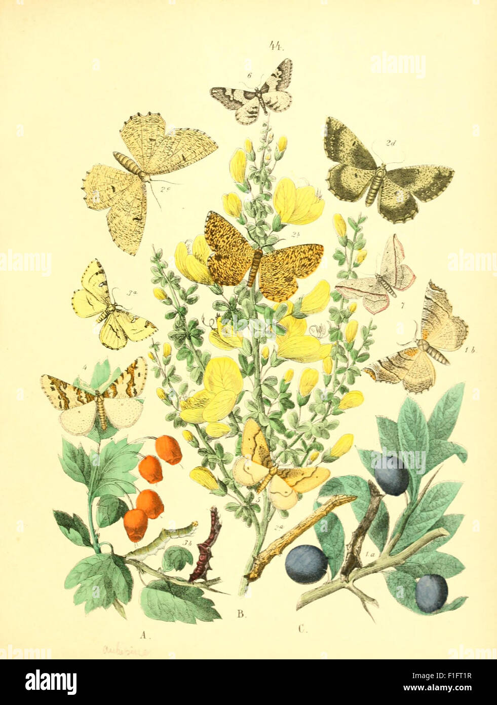 This illustrated entomological museum catalog provides detailed ...