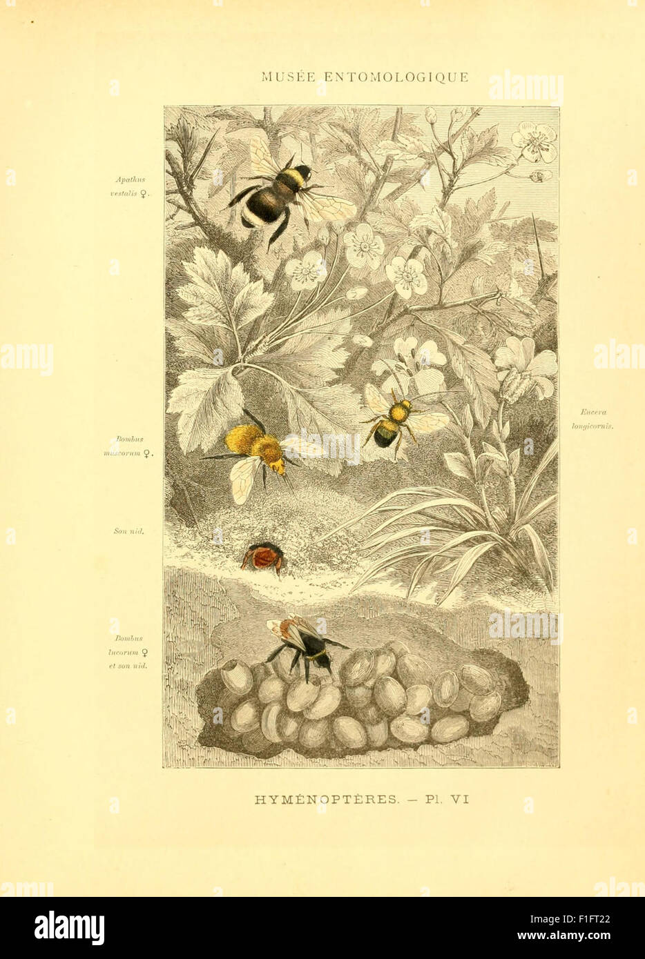 'Musée Entomologique Illustré' is a vintage work that features ...