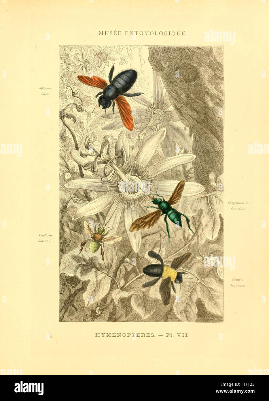 Musée Entomologique Illustré is a collection of illustrations dedicated ...