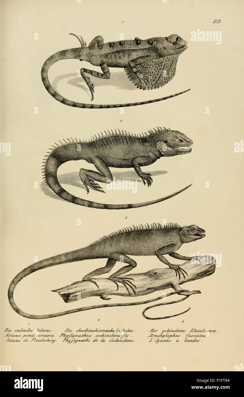 This work provides detailed natural history and illustrations of ...