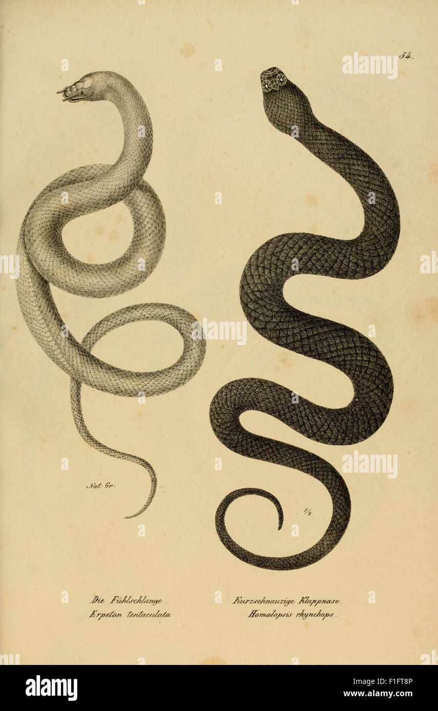 This historical work offers a visual study of reptiles, documenting ...