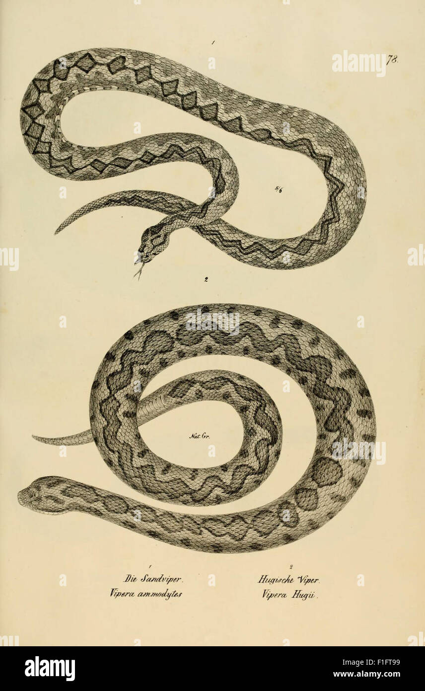 This historical work provides detailed illustrations and descriptions ...