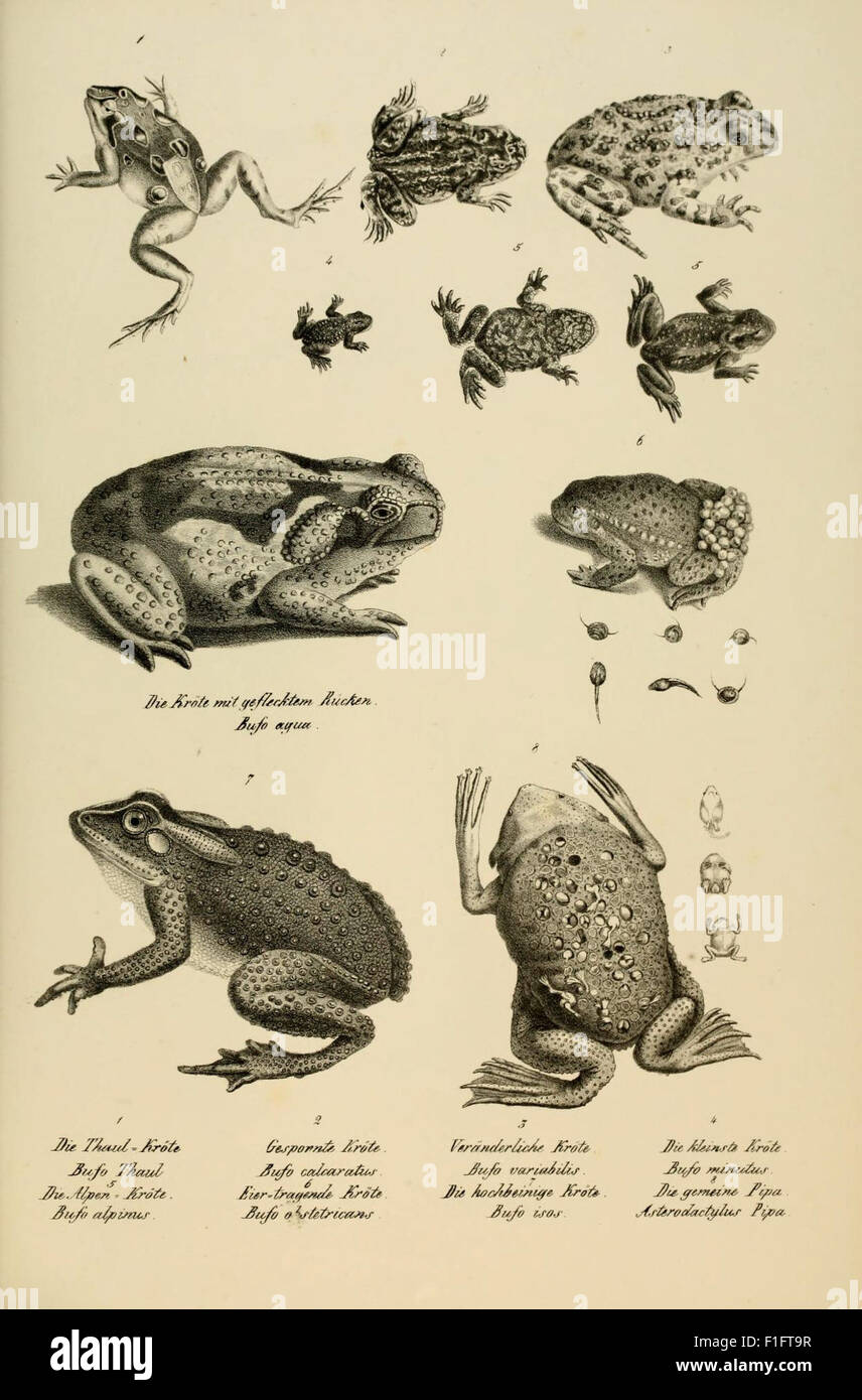 This historical work presents a detailed study of reptiles, featuring ...