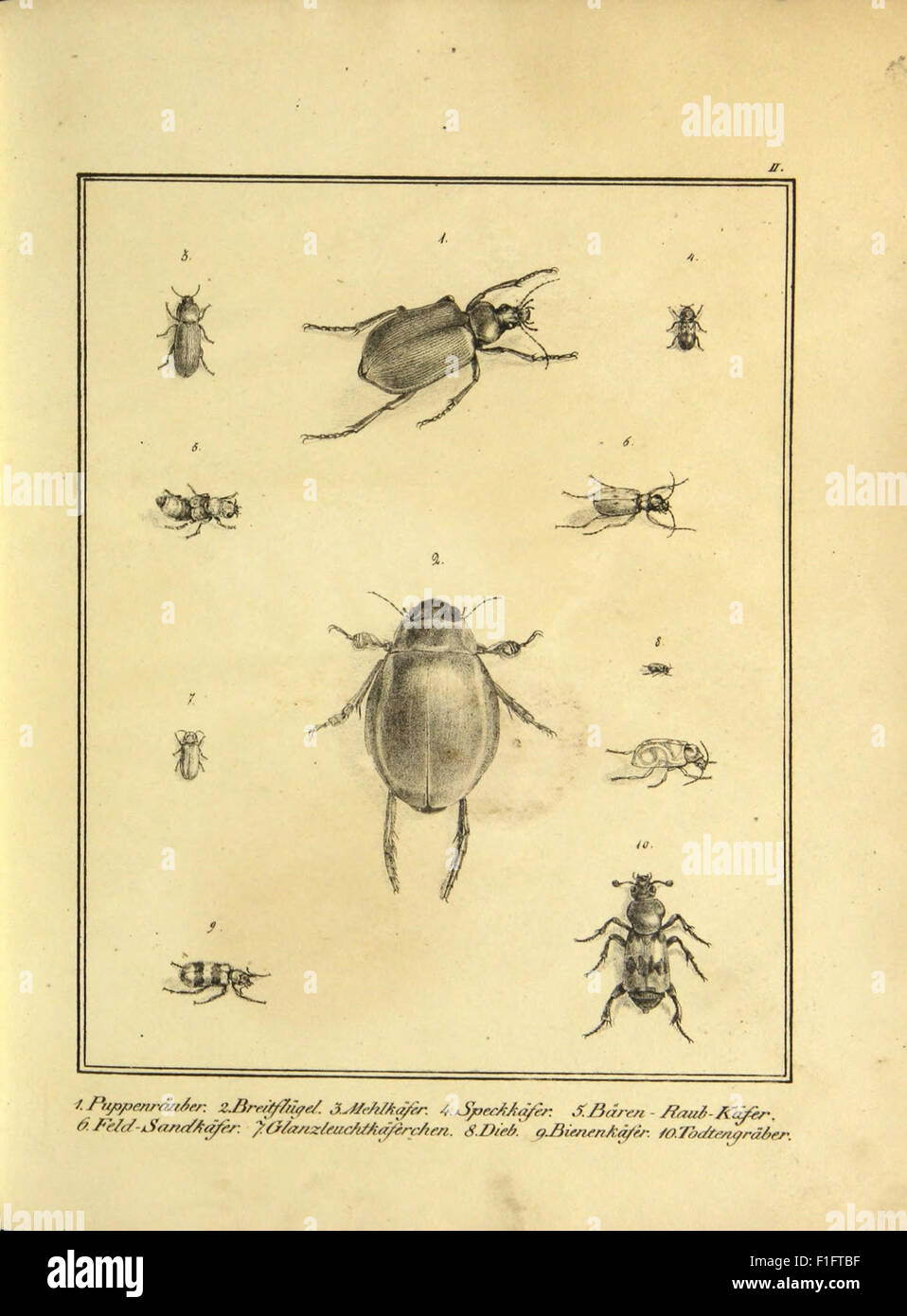 This work presents a detailed natural history of insects, accompanied ...