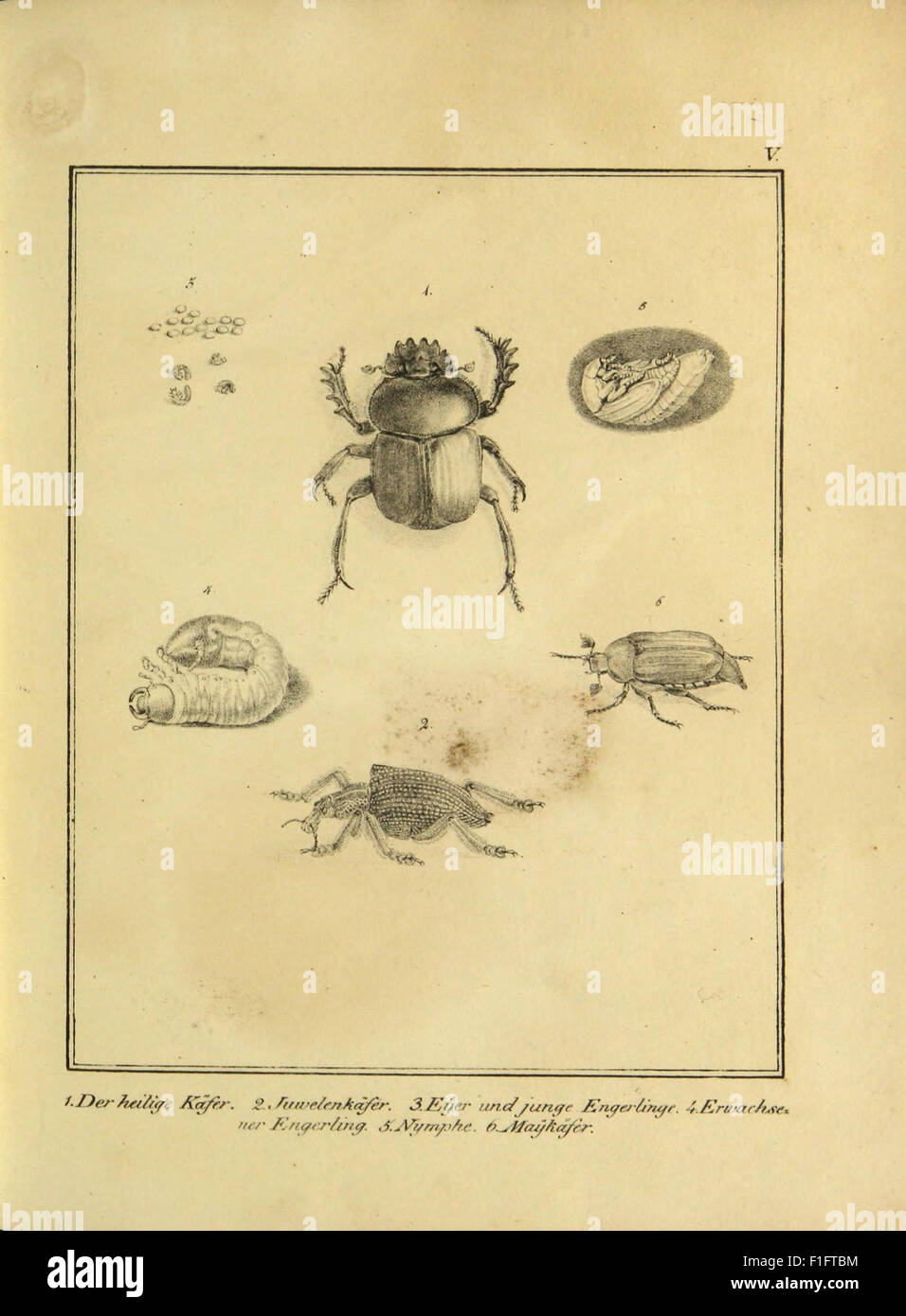 This work provides a natural history description of insects, offering ...