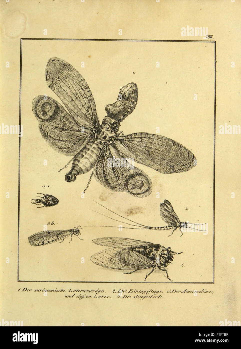 This work features detailed illustrations of insects from a natural ...