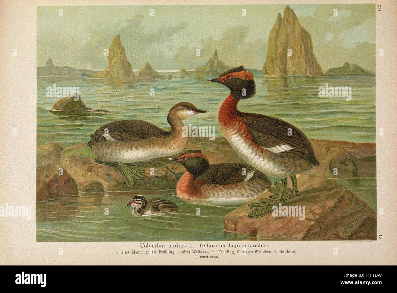 Naumann's work focuses on birds, offering detailed accounts and ...