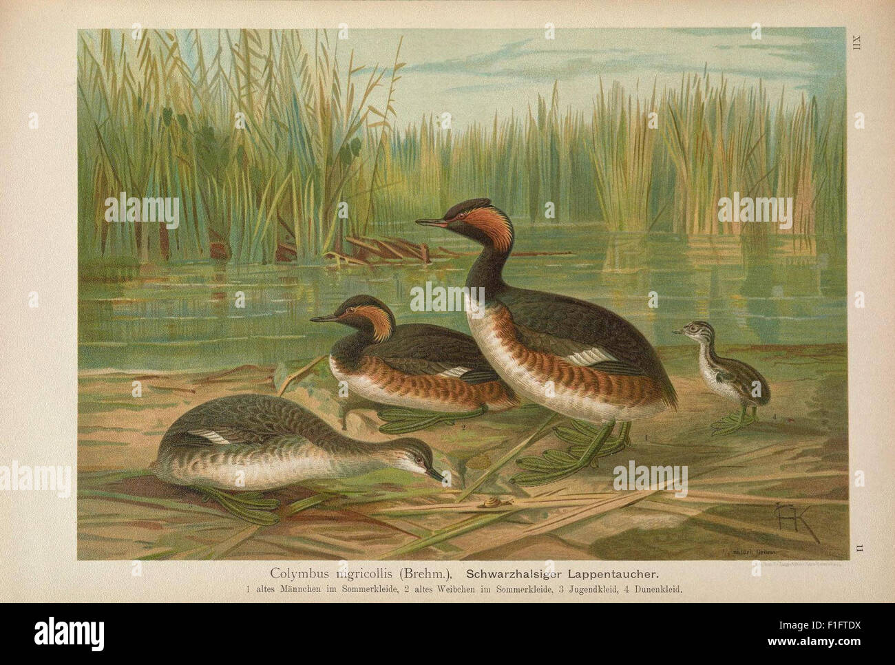 This historical work by Naumann features detailed observations and ...