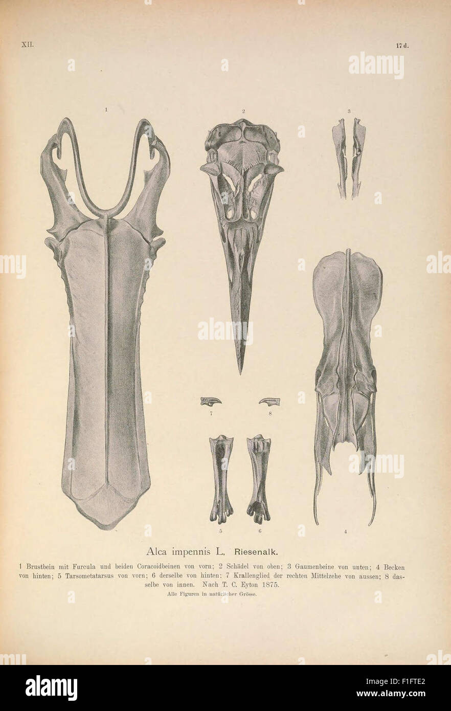 Naumann's work offers a comprehensive study on birds, focusing on ...