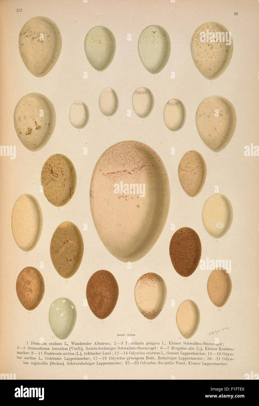 A historic illustration depicting the works of Naumann, featuring bird ...