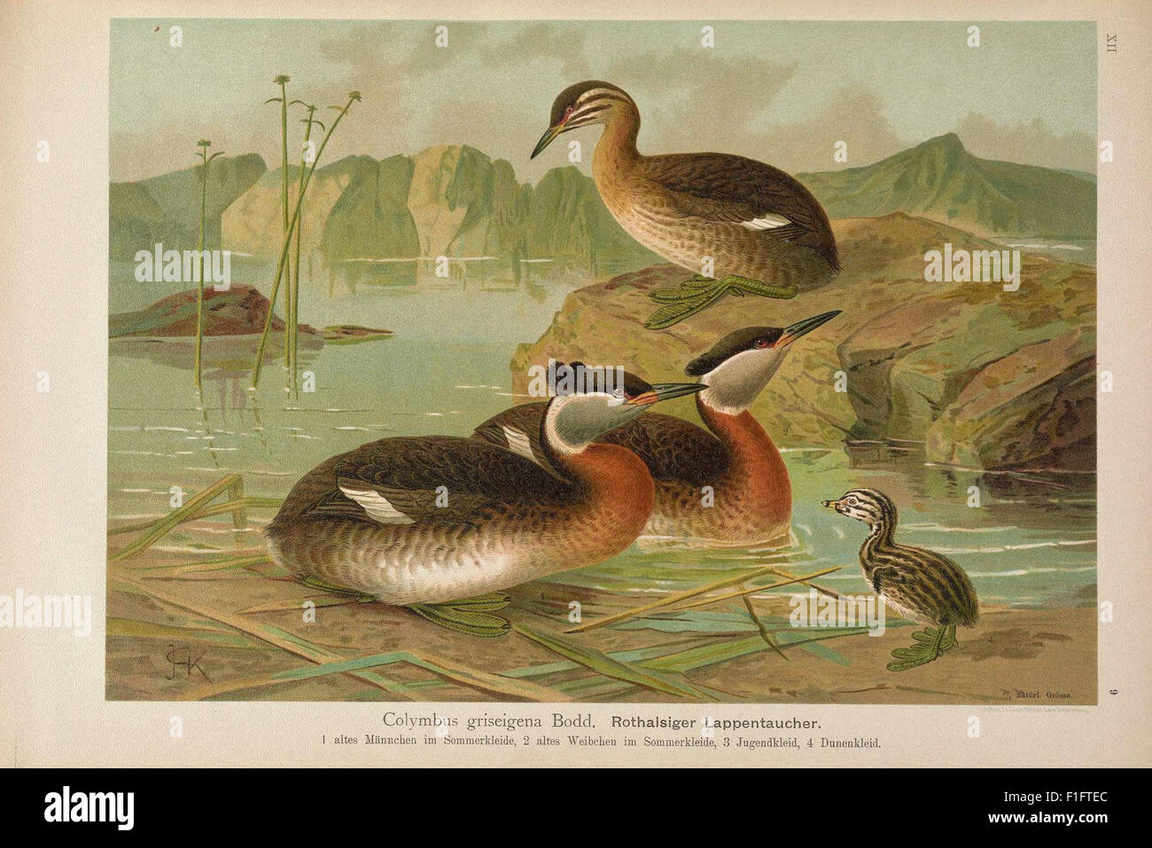 An ornithological work documenting the bird species of Europe ...