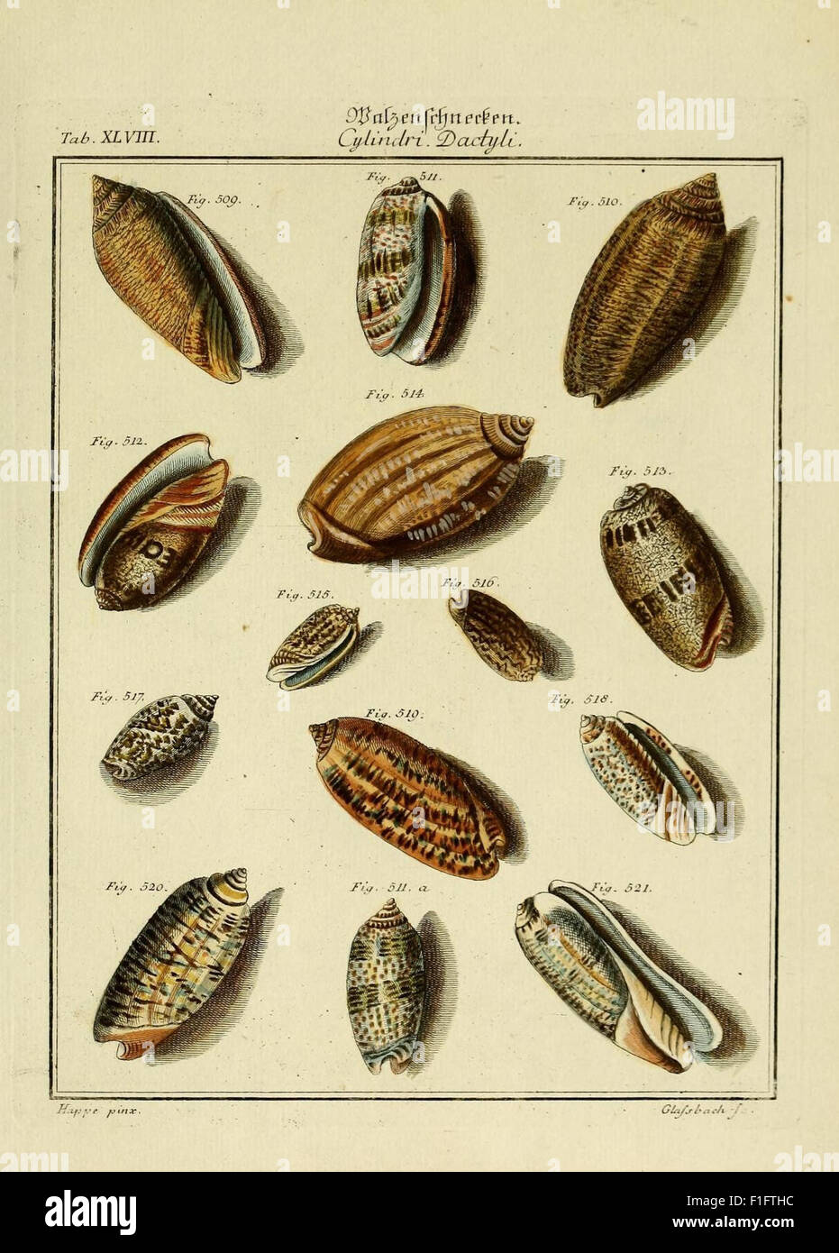 This work offers a systematic classification of mollusks, featuring ...