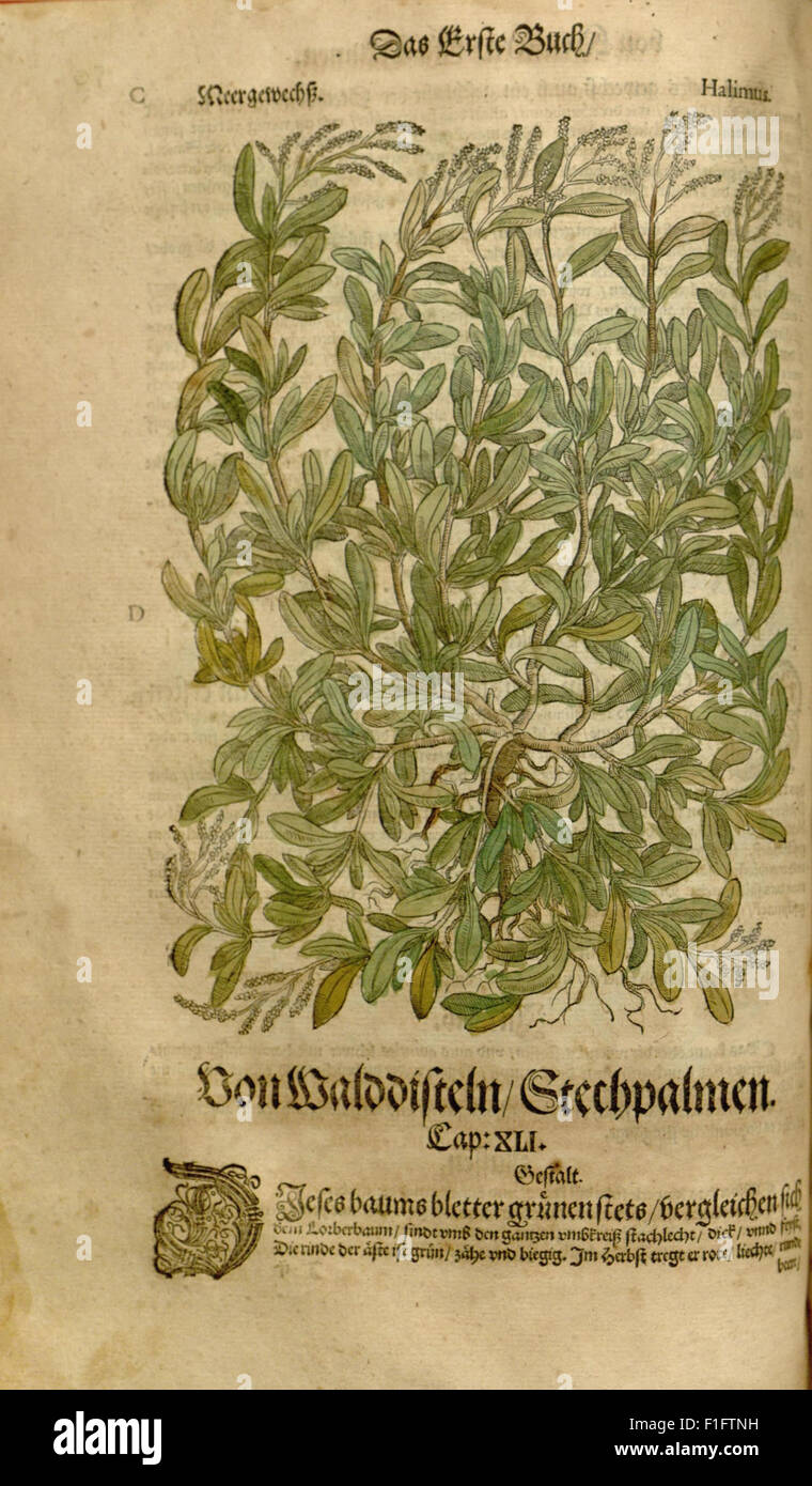 This botanical guide explores medicinal plants and their properties ...