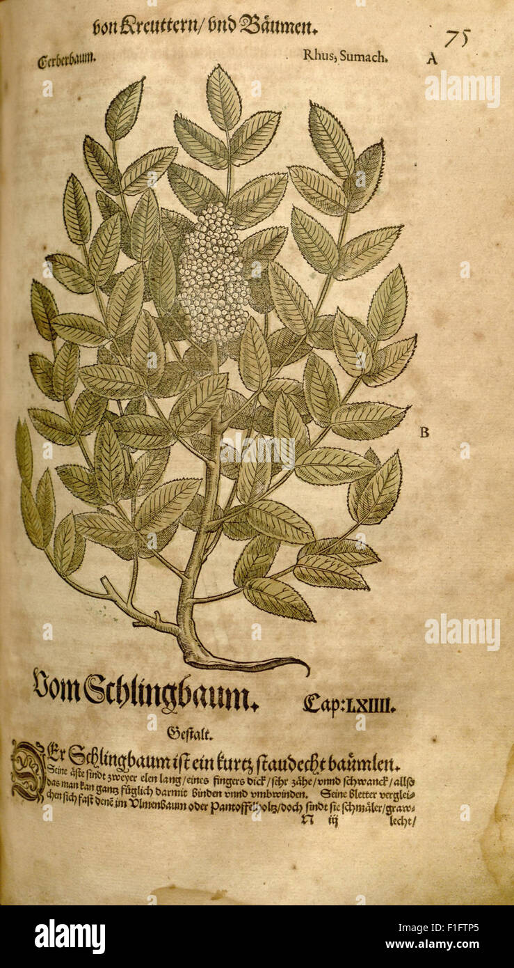 A historical botanical text detailing medicinal plants and their uses ...