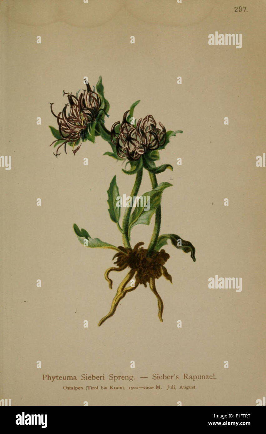 This atlas of Alpine flora provides detailed illustrations of mountain ...