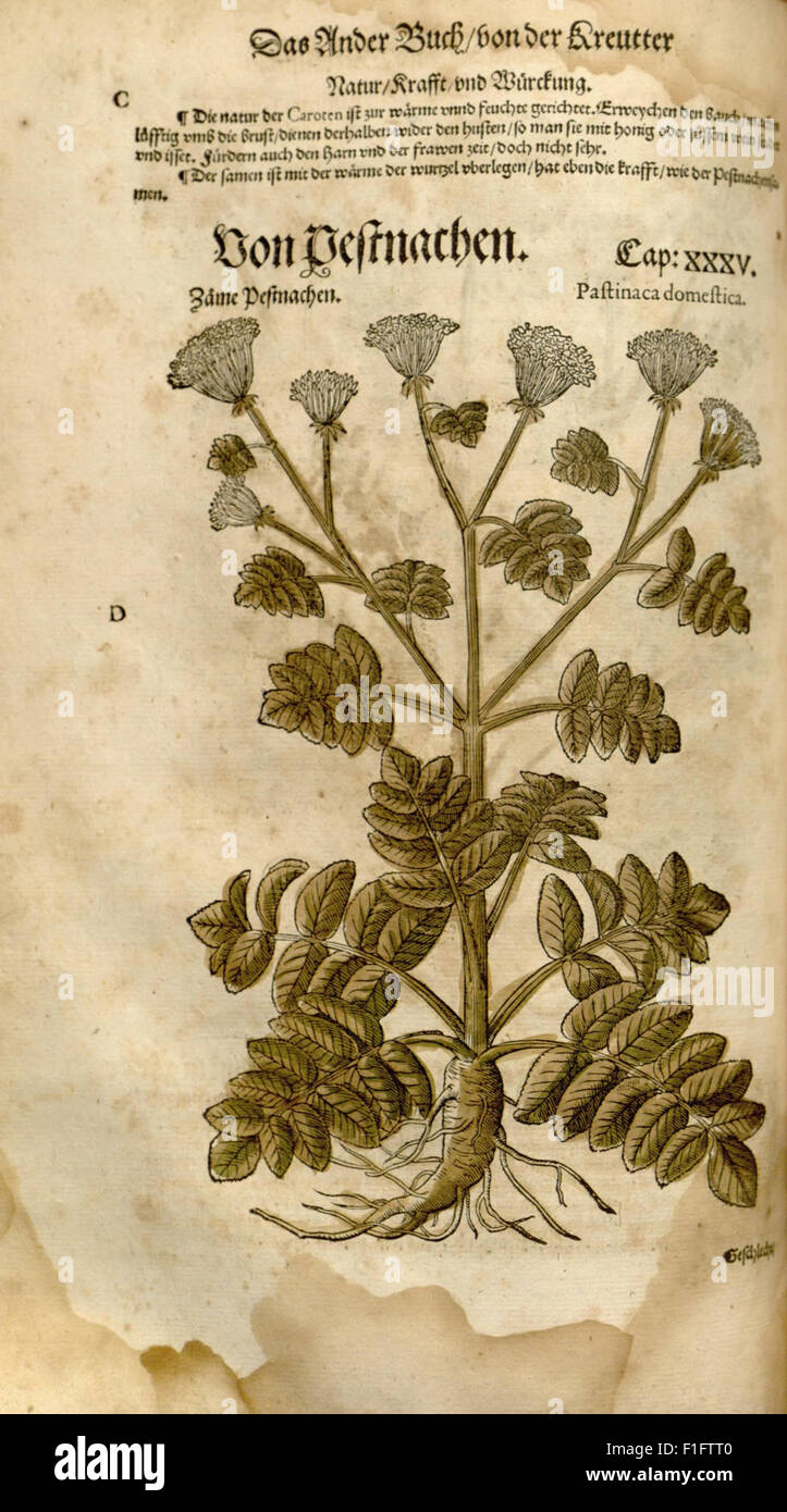 This botanical work focuses on plant species with medicinal properties ...
